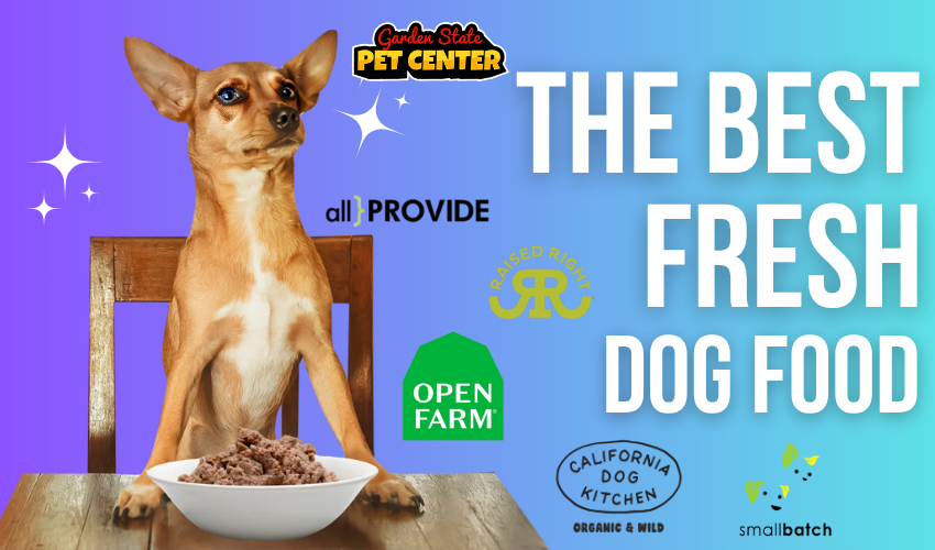 Best Fresh Dog Food: A Guide to Healthier Feeding