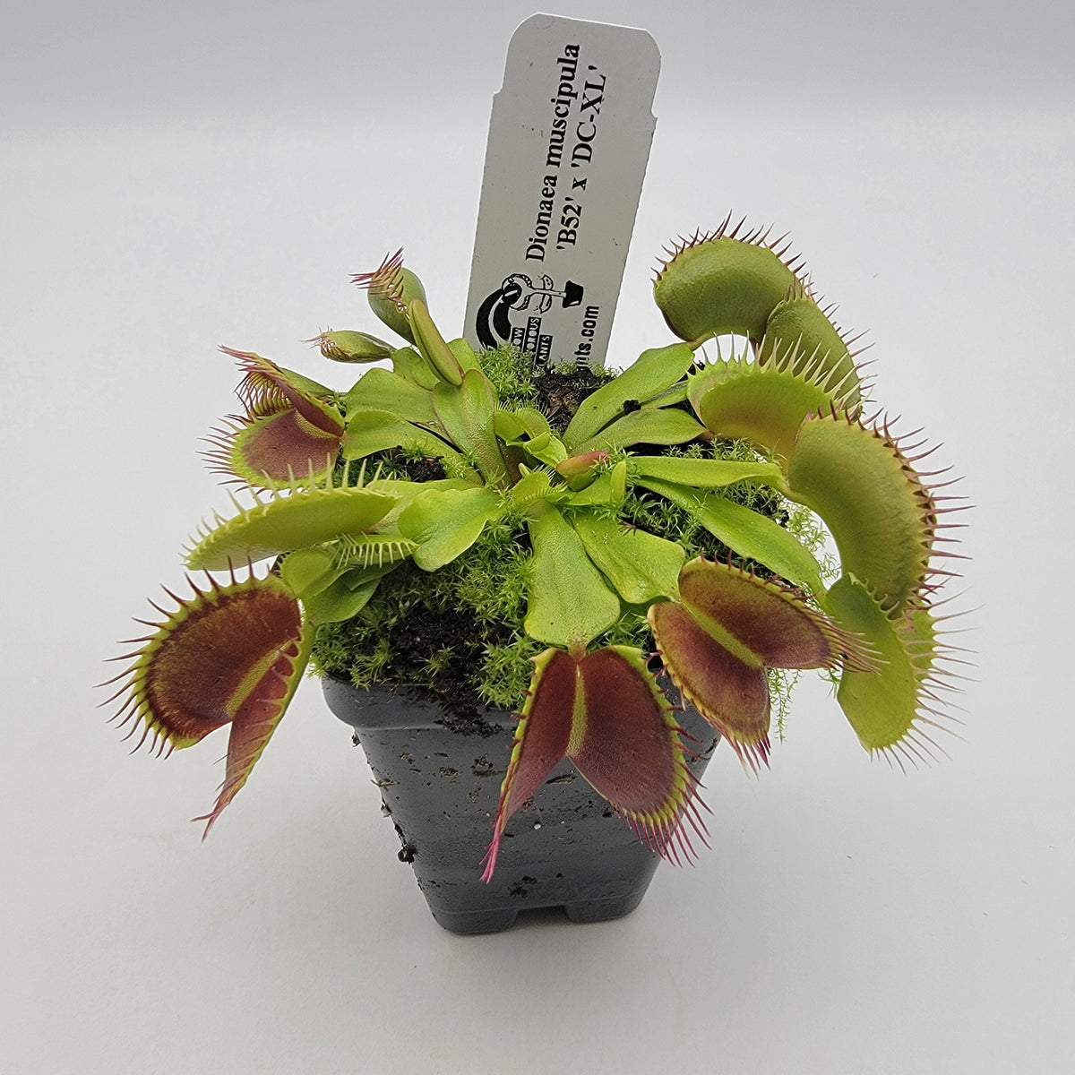Venus flytrap (Dionaea muscipula) 'B52' x 'DC-XL' - Audubon, NJ ...