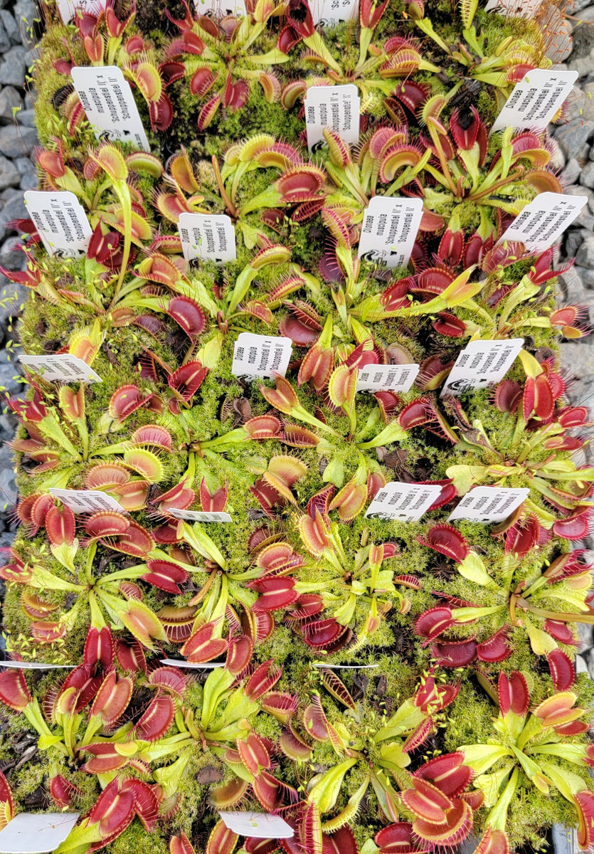 Venus flytrap (Dionaea muscipula) 'Schuppenstiel II' x 'Schuppenstiel ...