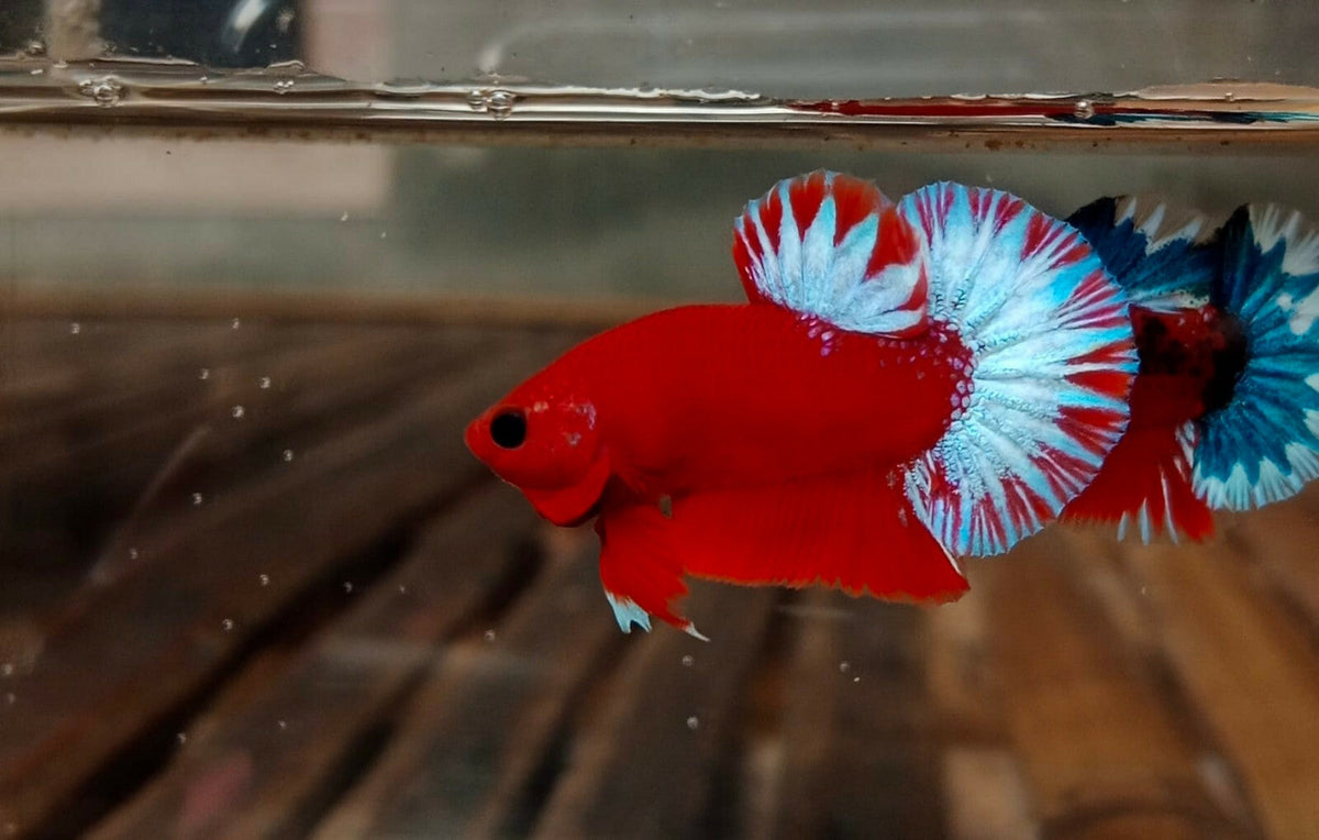 Hellboy Betta (Male) - Audubon, NJ - Garden State Pet Center