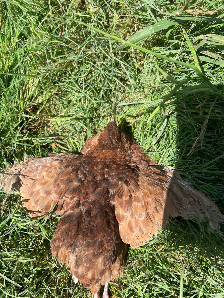 Red Range Coturnix Quail Hatching Eggs - Audubon, NJ - Garden State Pet ...