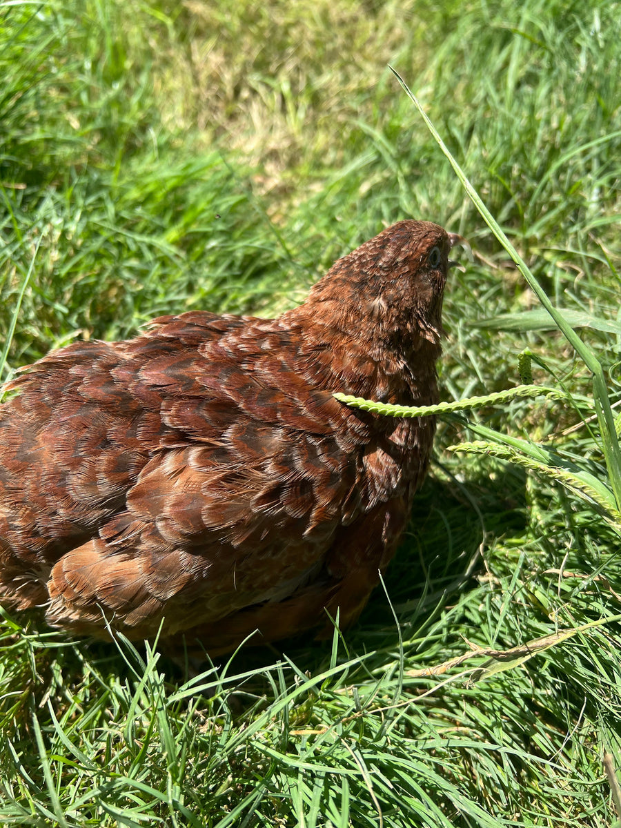 Red Range Coturnix Quail Hatching Eggs - Audubon, NJ - Garden State Pet ...