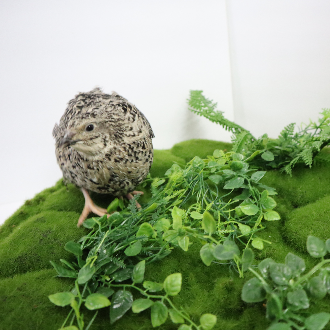Calico Quail Hatching Eggs – Fertile Eggs for Incubation - Audubon, NJ ...