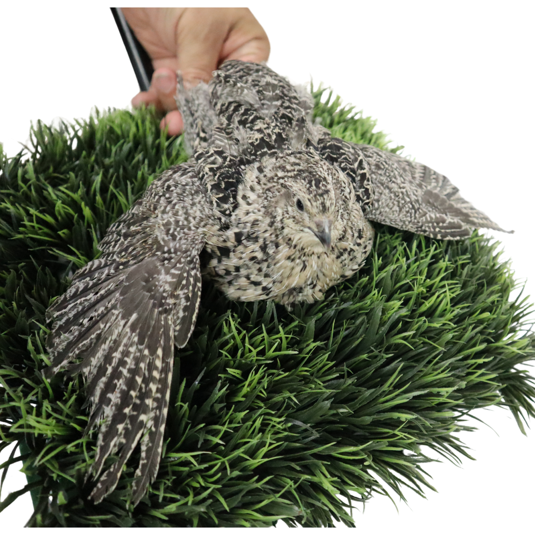 Calico Quail Hatching Eggs – Fertile Eggs for Incubation - Audubon, NJ ...