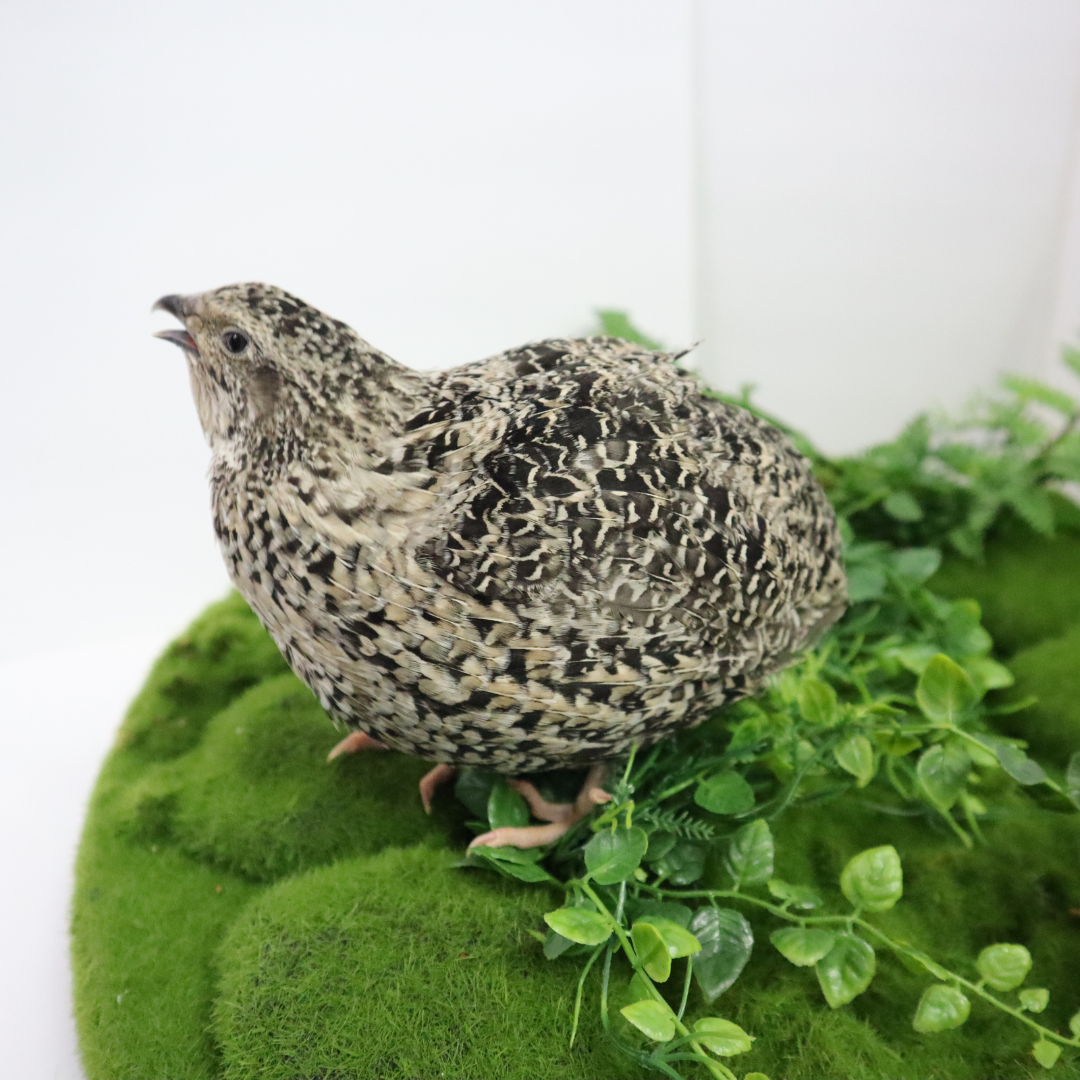 Calico Quail Hatching Eggs – Fertile Eggs for Incubation - Audubon, NJ ...