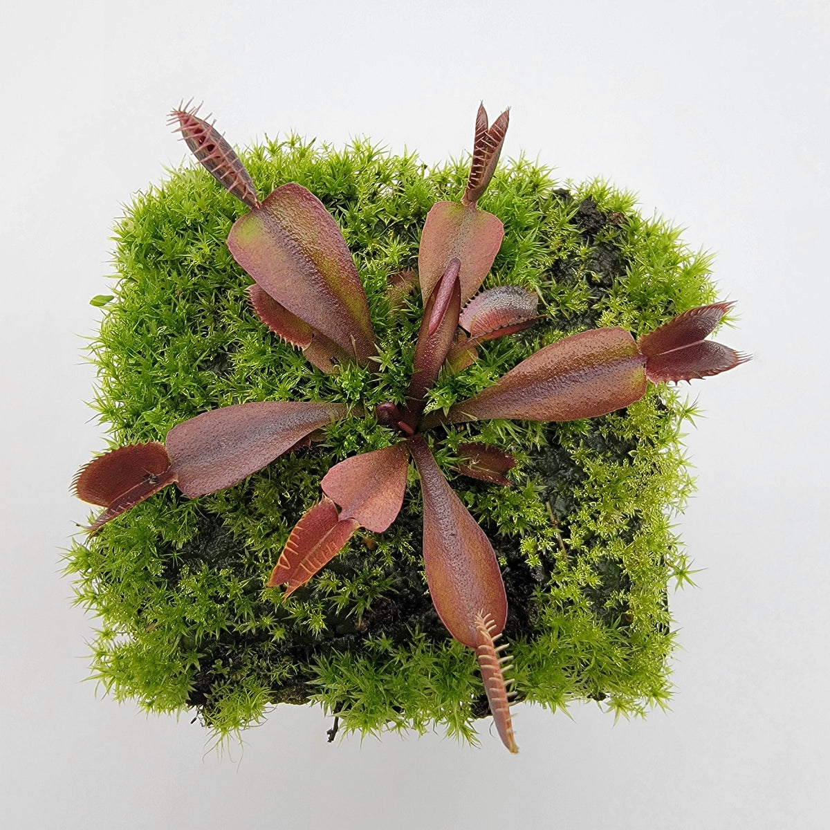 Venus flytrap (Dionaea muscipula) "Red Shark Teeth" - Audubon, NJ ...