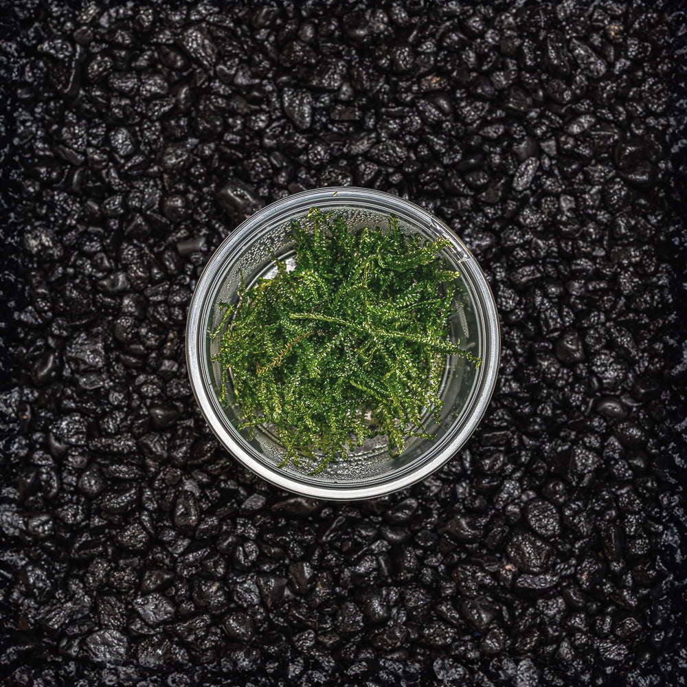 Taiwan Moss | Taxiphyllum Alternans - Audubon, NJ - Garden State Pet Center