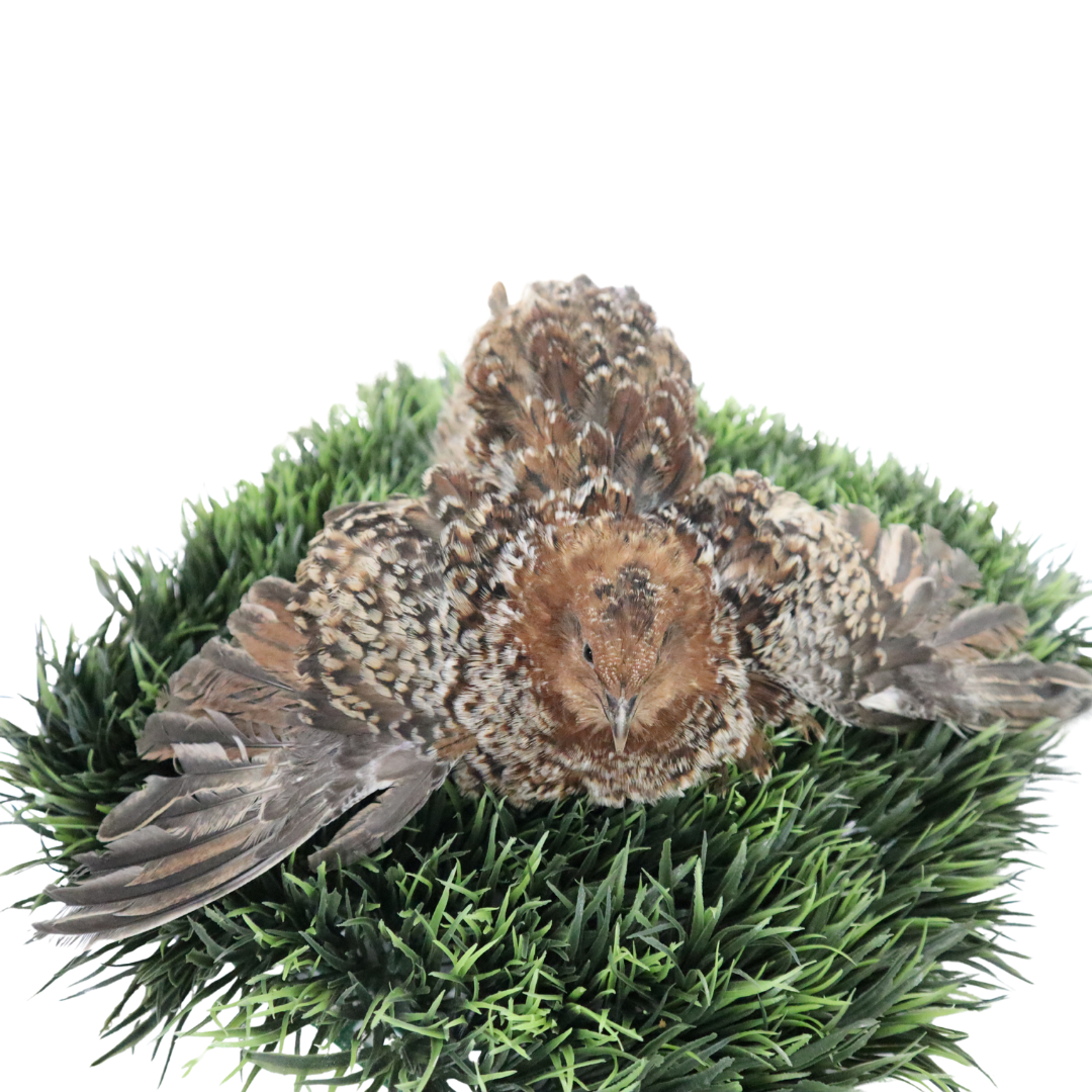 German Chocolate Pansy Quail Hatching Eggs – Fertile Coturnix Eggs for ...