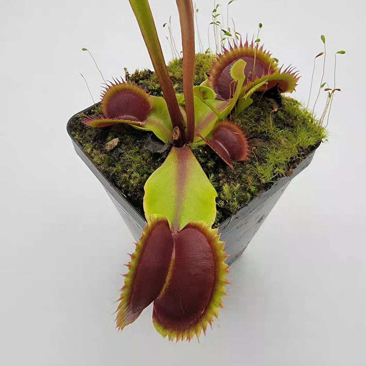Venus flytrap (Dionaea muscipula) 'Sawtooth' x 'Red Piranha' - Audubon ...