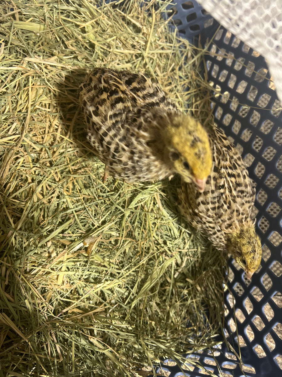 Jumbo Italian Quail Hatching Eggs - Audubon, NJ - Garden State Pet Center