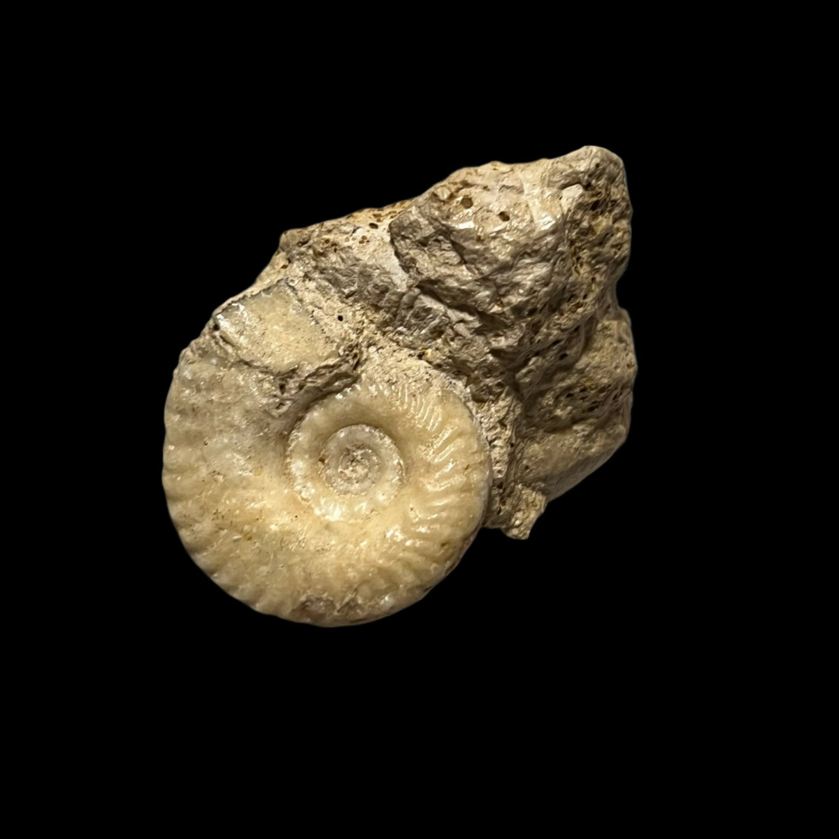 Hecticoceras sp. ammonite - Audubon, NJ - Garden State Pet Center