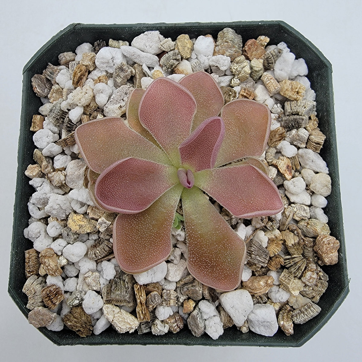 Pinguicula 'PE Formosa' - Audubon, NJ - Garden State Pet Center