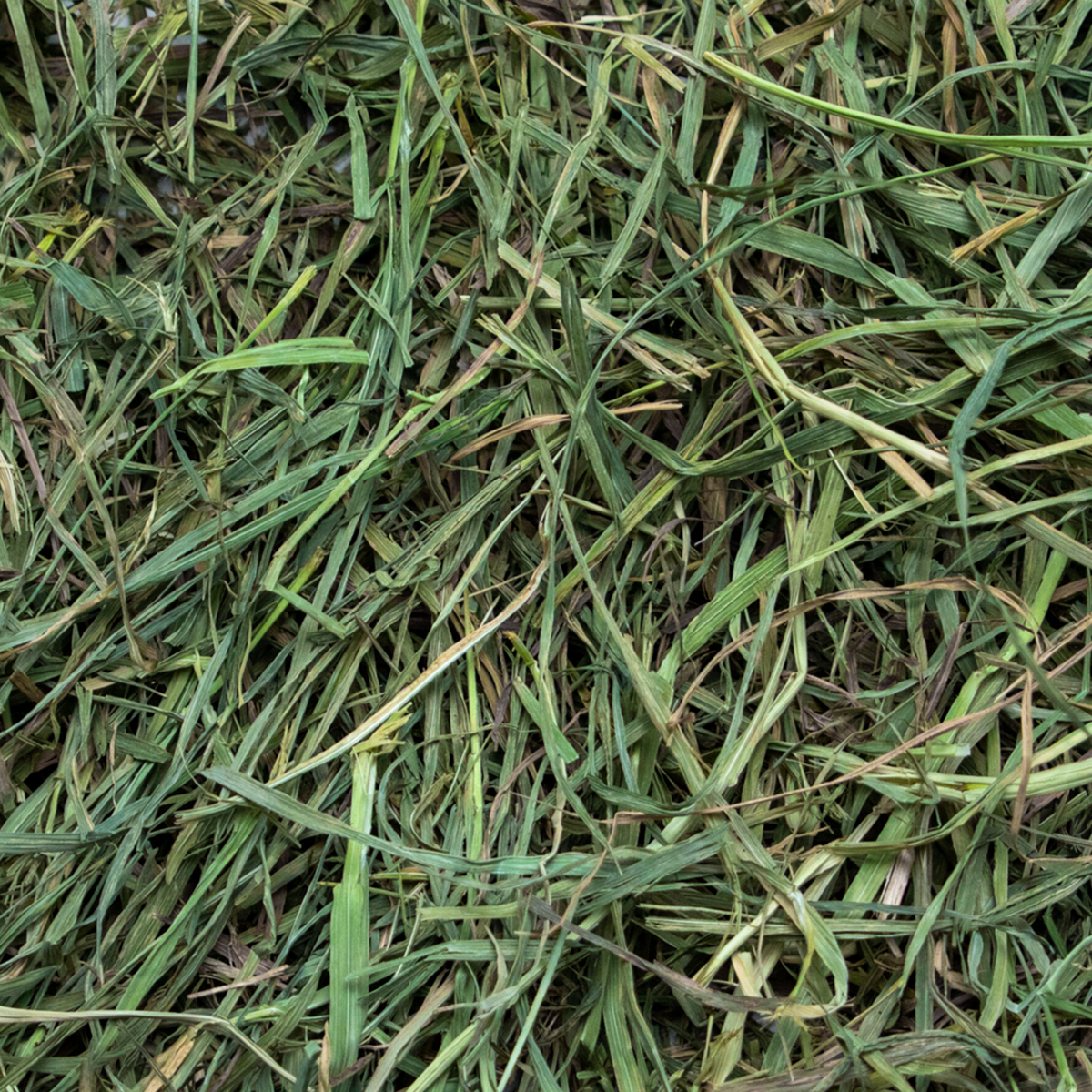Rabbit Hole Hay Ultra Premium Soft Timothy Hay - Audubon, NJ - Garden ...