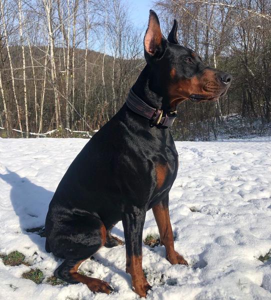 The ''Cobra'' collar - Audubon, NJ - Garden State Pet Center