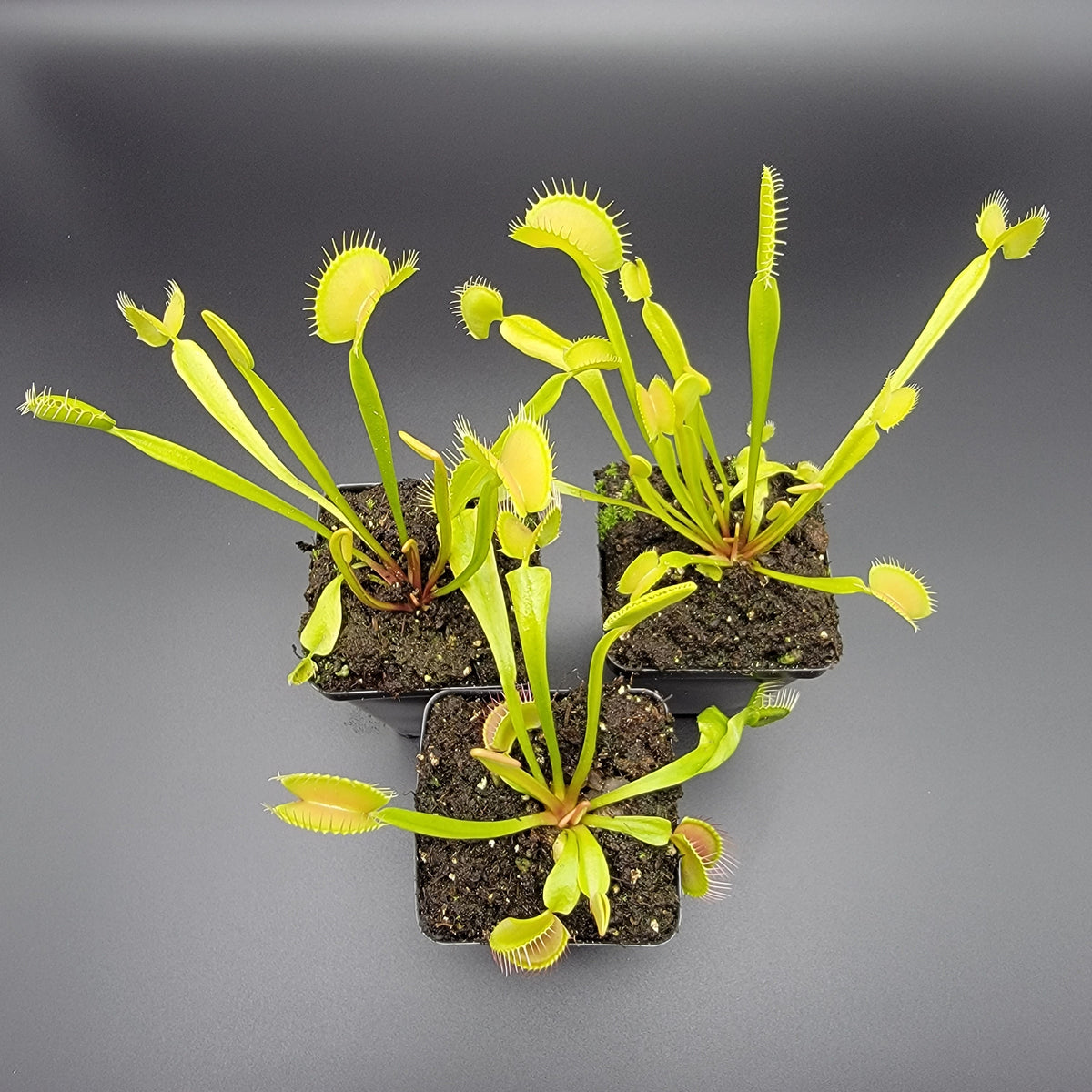 Venus flytrap (Dionaea muscipula) 'B52' x 'DC-XL' - Audubon, NJ ...