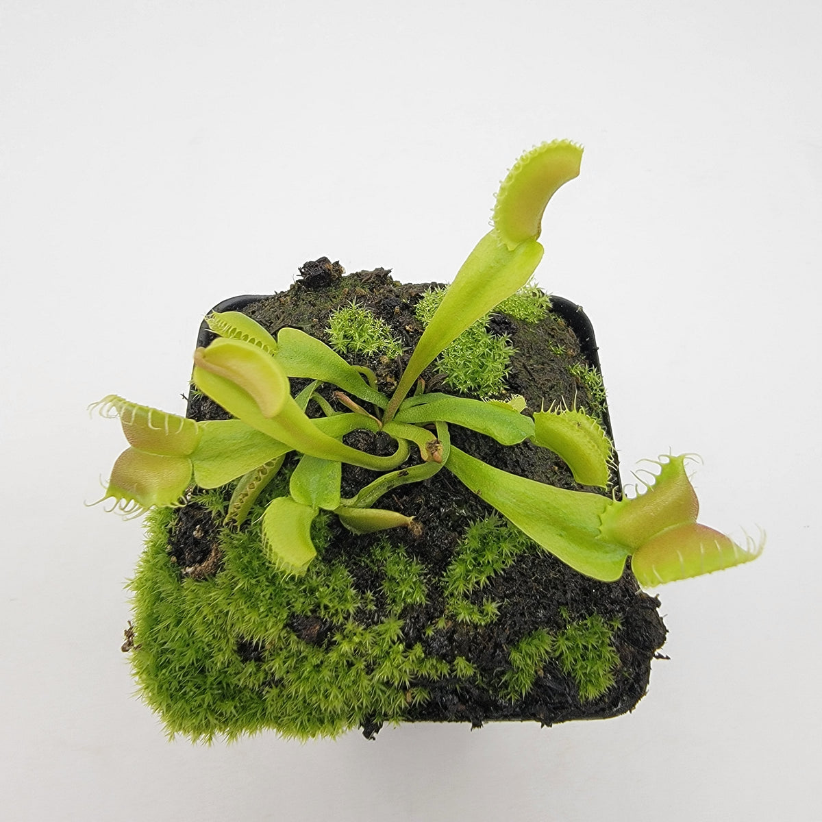 Venus flytrap (Dionaea muscipula) GJ Umgekrempelt - Audubon, NJ ...