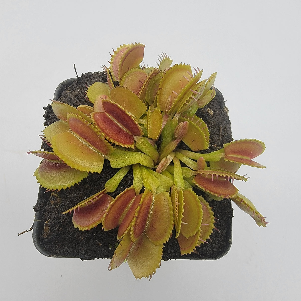 Venus flytrap (Dionaea muscipula) 'Belzebùb' - Audubon, NJ - Garden ...