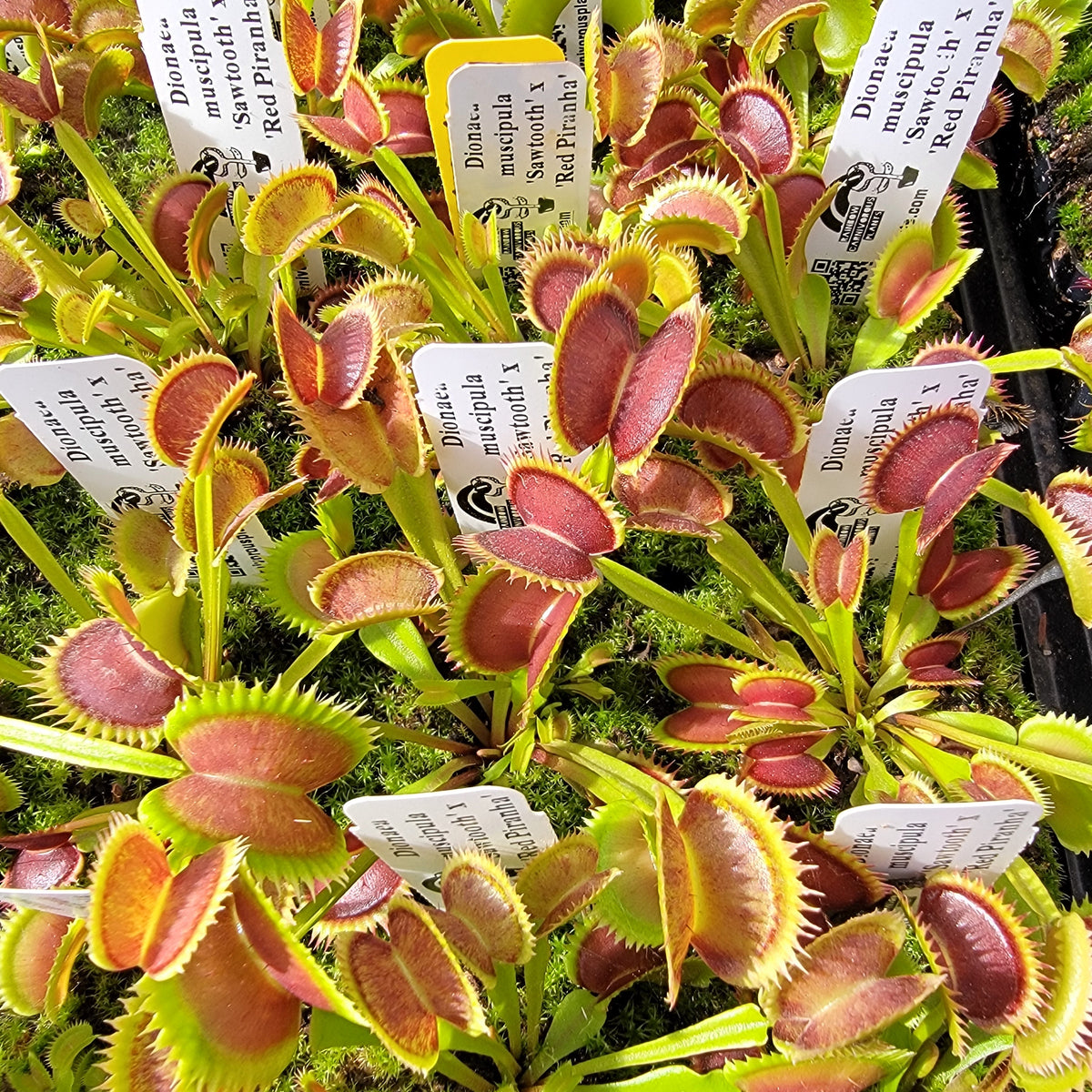 Venus flytrap (Dionaea muscipula) 'Sawtooth' x 'Red Piranha' - Audubon ...