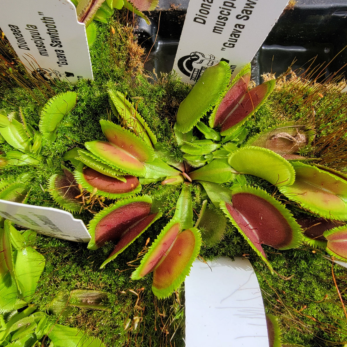 Venus flytrap (Dionaea muscipula) 'Guava Sawtooth' - Audubon, NJ ...