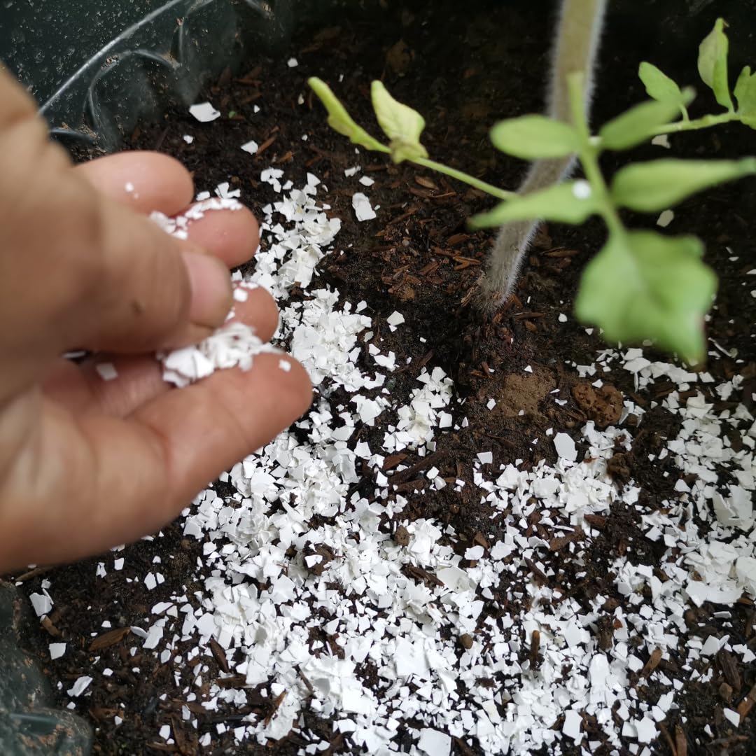 Quail PlantShellz - The Natural Nourishment for Your House Plants ...