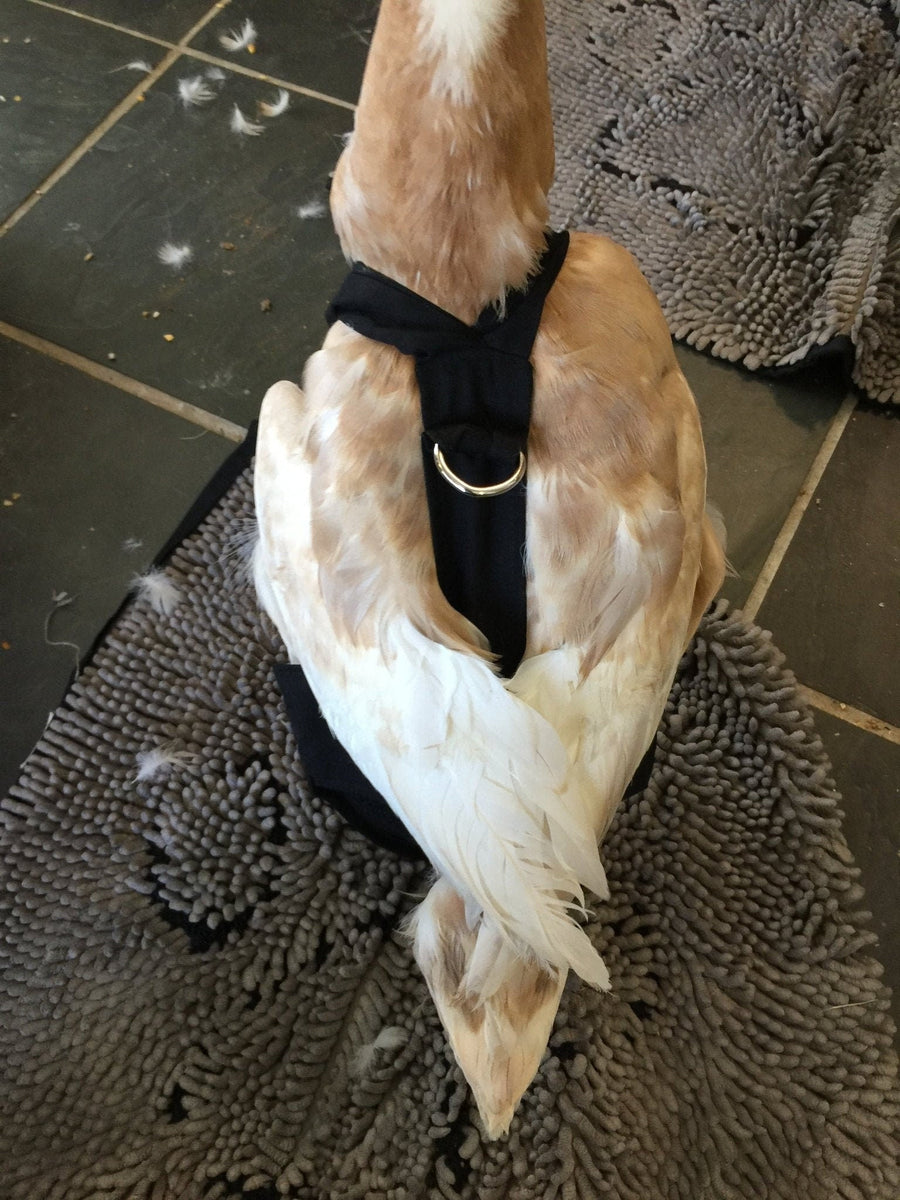 Hen Holster Waterfowl Diaper with Removable Liners - Audubon, NJ ...